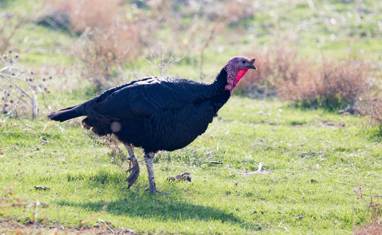 Black Turkey: Breed Profile - Backyard Poultry